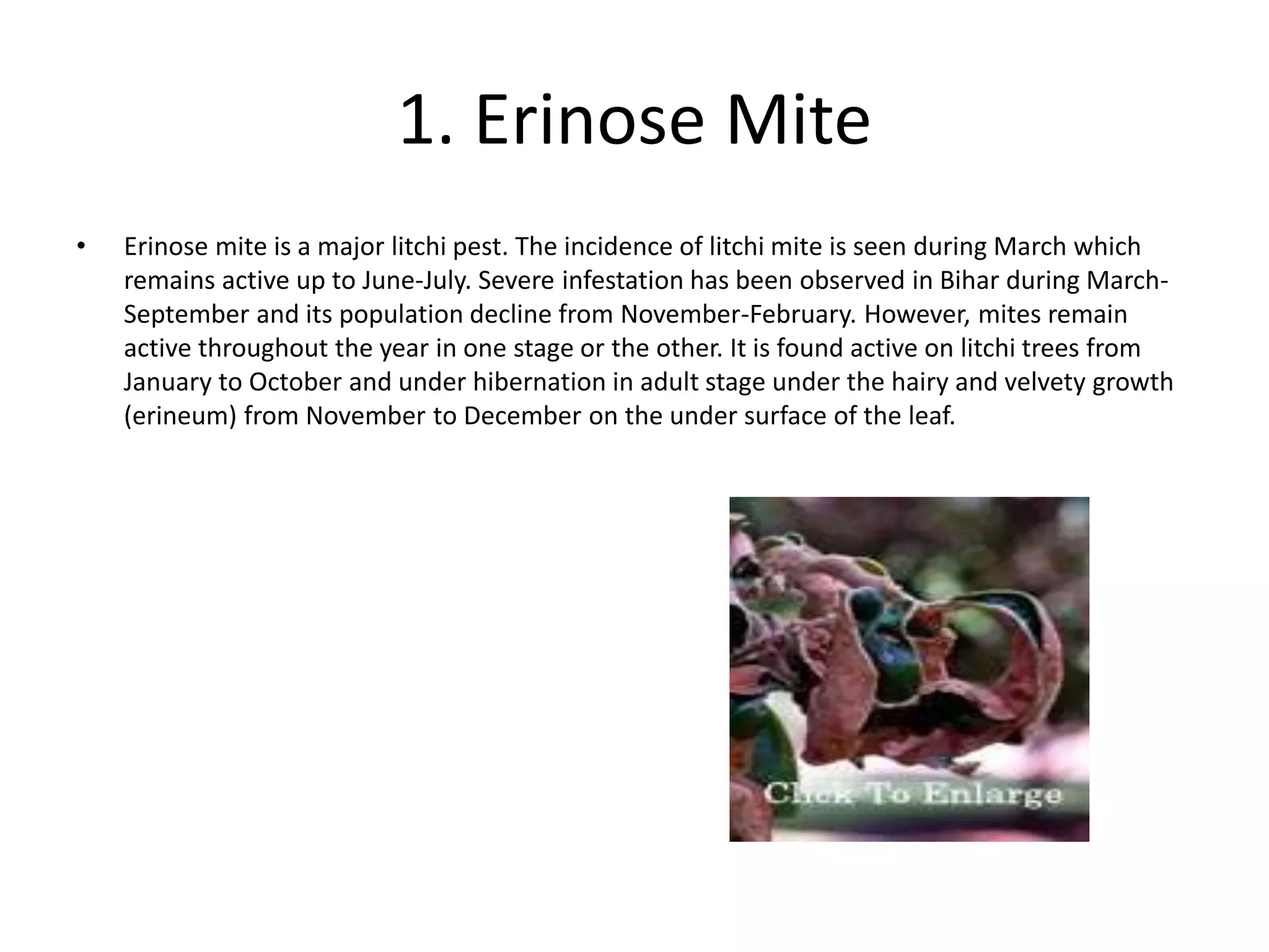 Lychee insects A Lecture To ToT trainees ( FFS) By Mr. Allah Dad Khan ...