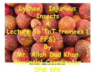 Lychee insects A Lecture To ToT trainees ( FFS) By Mr. Allah Dad Khan ...