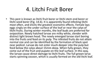 Lychee insects A Lecture To ToT trainees ( FFS) By Mr. Allah Dad Khan ...