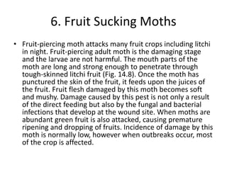 Lychee insects A Lecture To ToT trainees ( FFS) By Mr. Allah Dad Khan ...