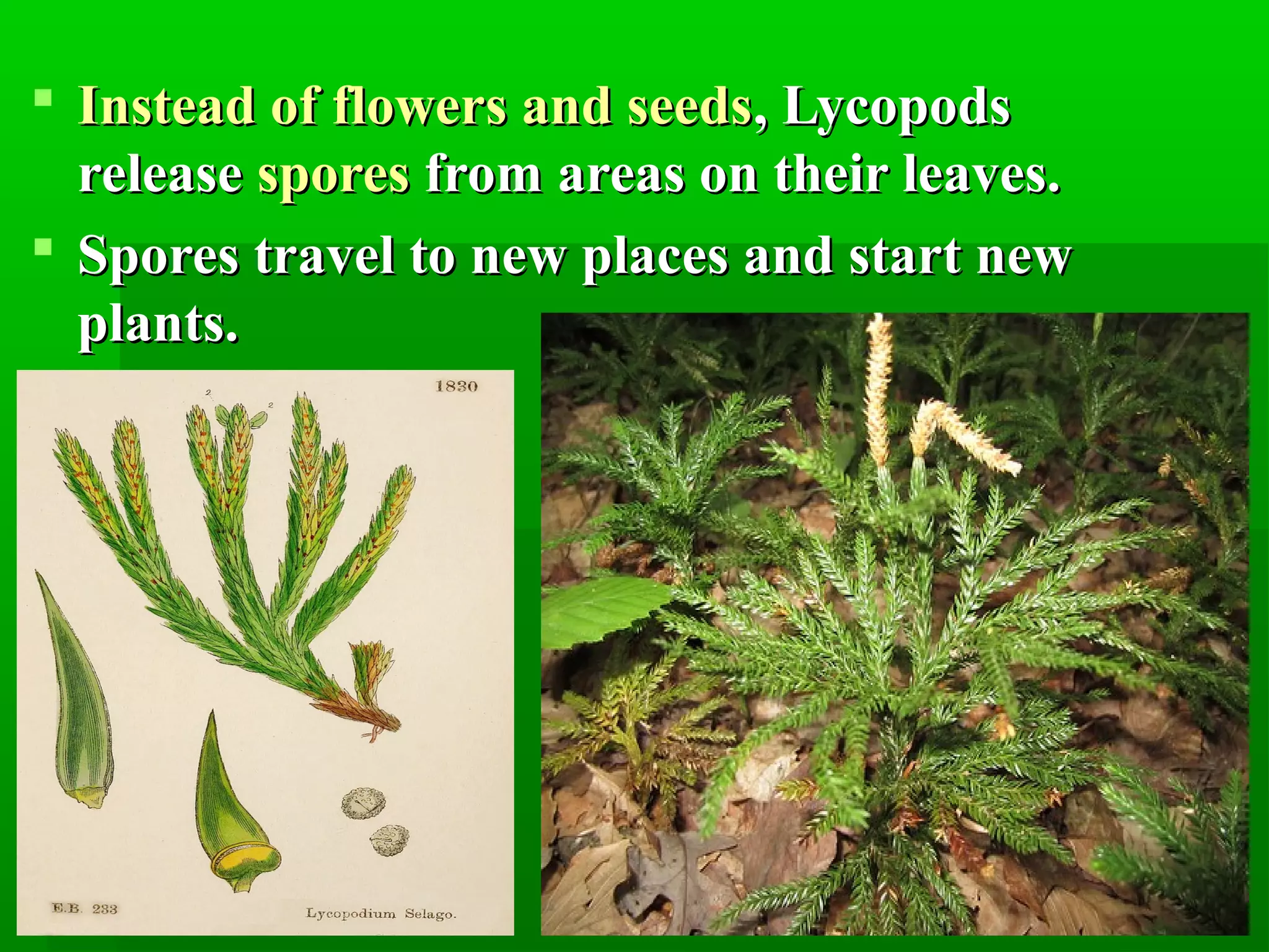 Lycopodiophyta | PPT