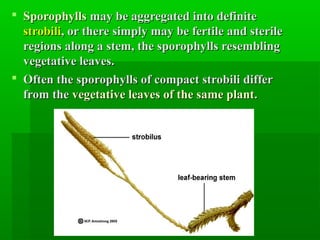 Lycopodiophyta | PPT