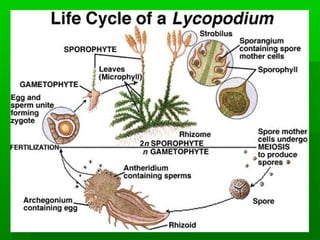Lycopodiophyta | PPT