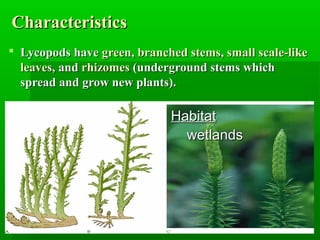 Lycopodiophyta | PPT