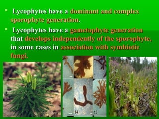 Lycopodiophyta | PPT