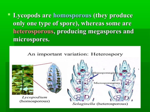 Lycopodiophyta | PPT