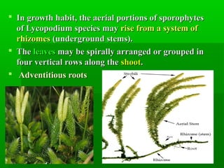 Lycopodiophyta | PPT