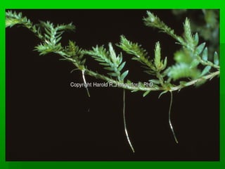 Lycopodiophyta | PPT