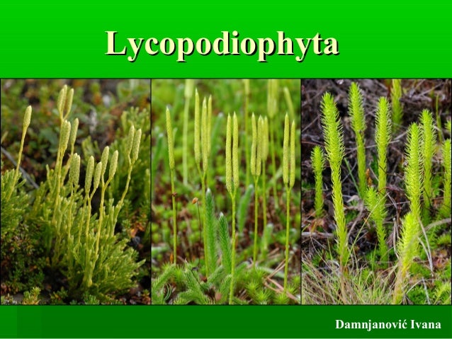 Lycopodiophyta ~ Detailed Information | Photos | Videos