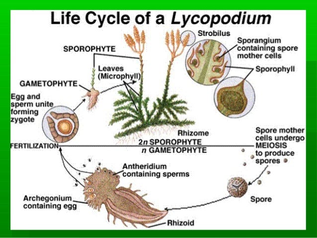 Lycopodiophyta