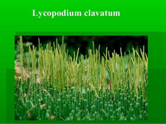 Lycopodiophyta