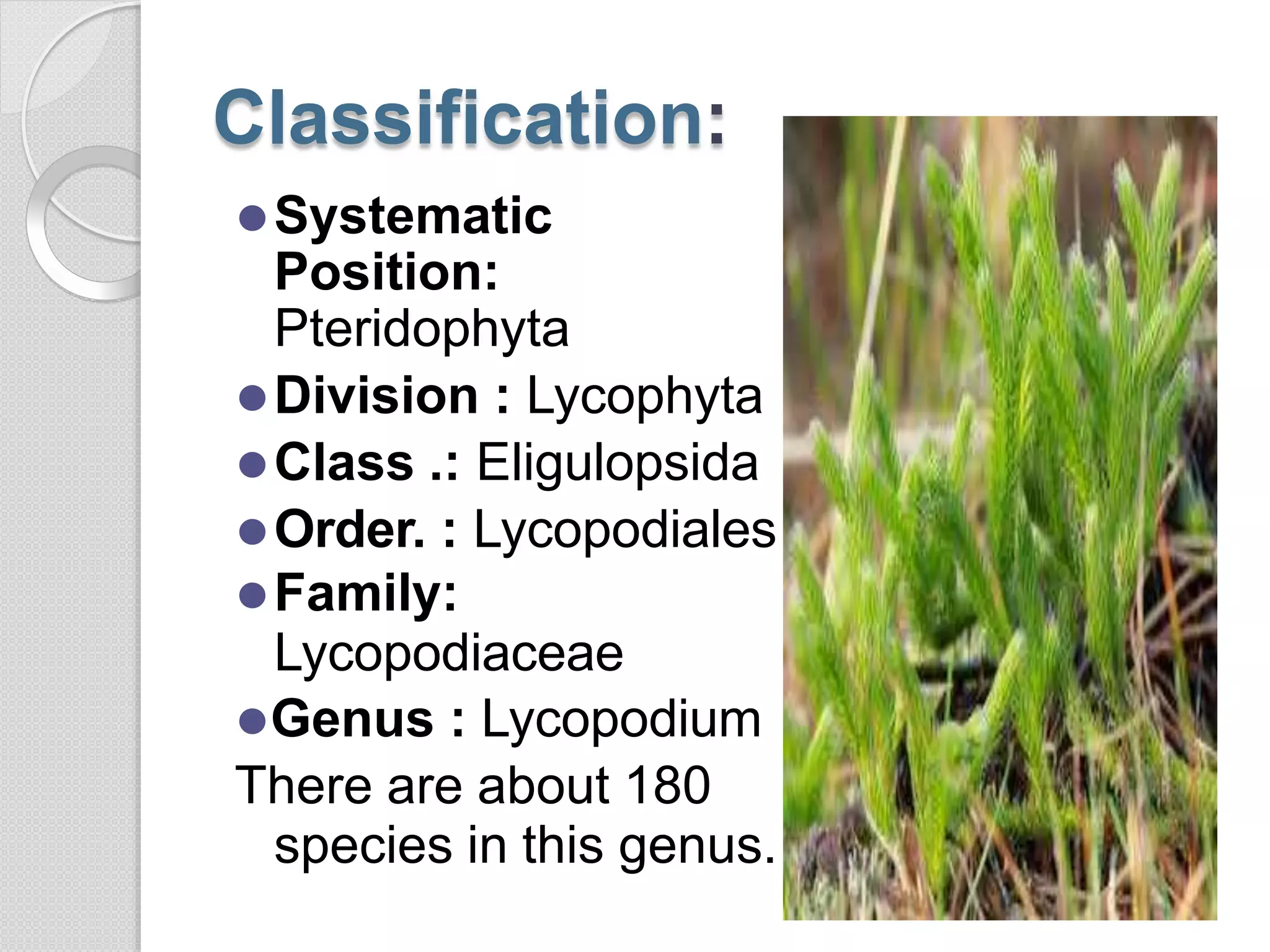 Lycopodium.pptx