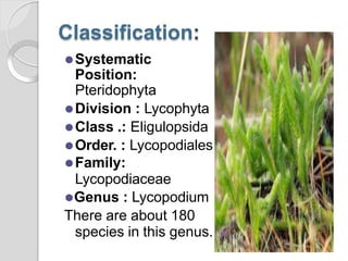 Lycopodium.pptx