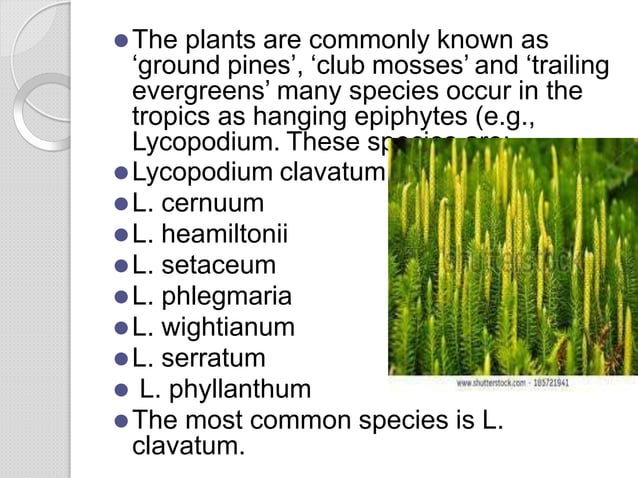 Lycopodium.pptx