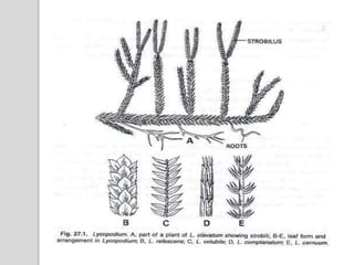 Lycopodium | PPTX