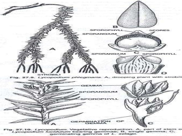 Lycopodium | PPTX