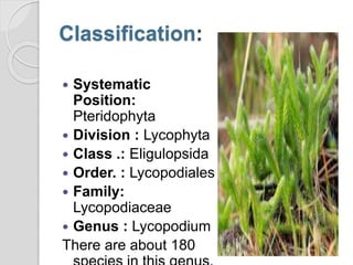 Lycopodium | PPTX