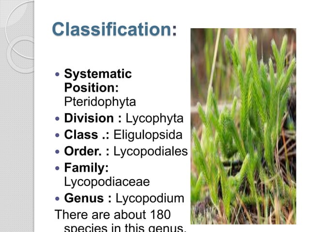 Lycopodium | PPTX