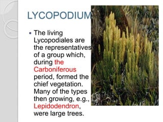 Lycopodium | PPTX