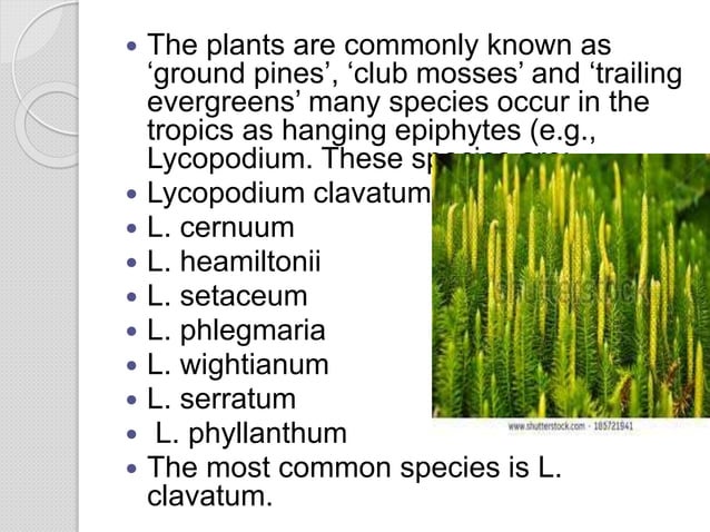 Lycopodium | PPTX