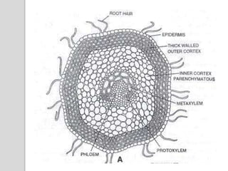 Lycopodium Stem Cortex