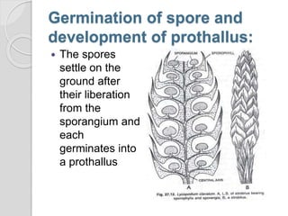 Lycopodium Strobilus Labeled