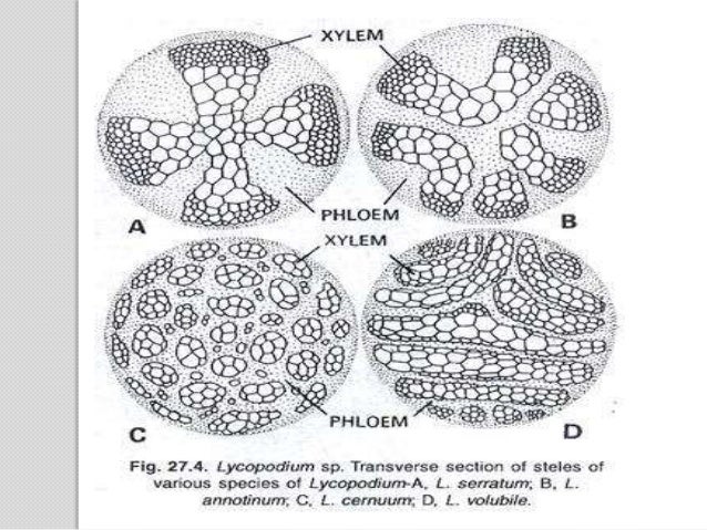 Lycopodium Stem Cortex