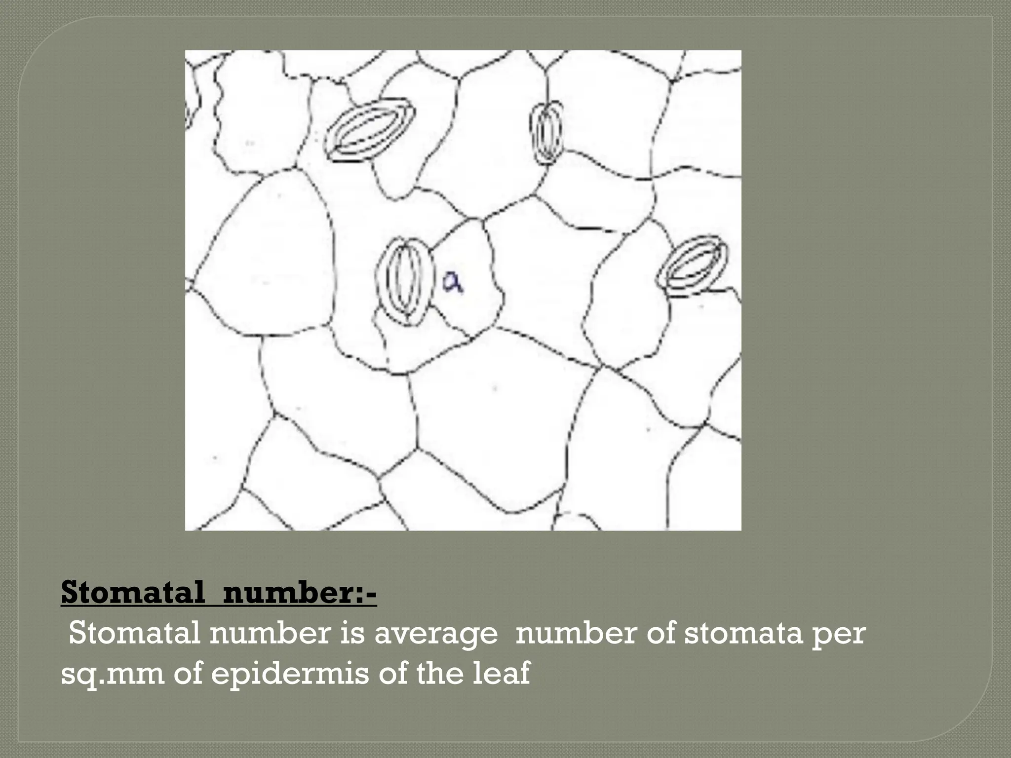 Evaluation of crude drugs by using lycopodium spore method ...