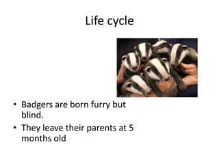 Lydias awesome badger power point | PPT