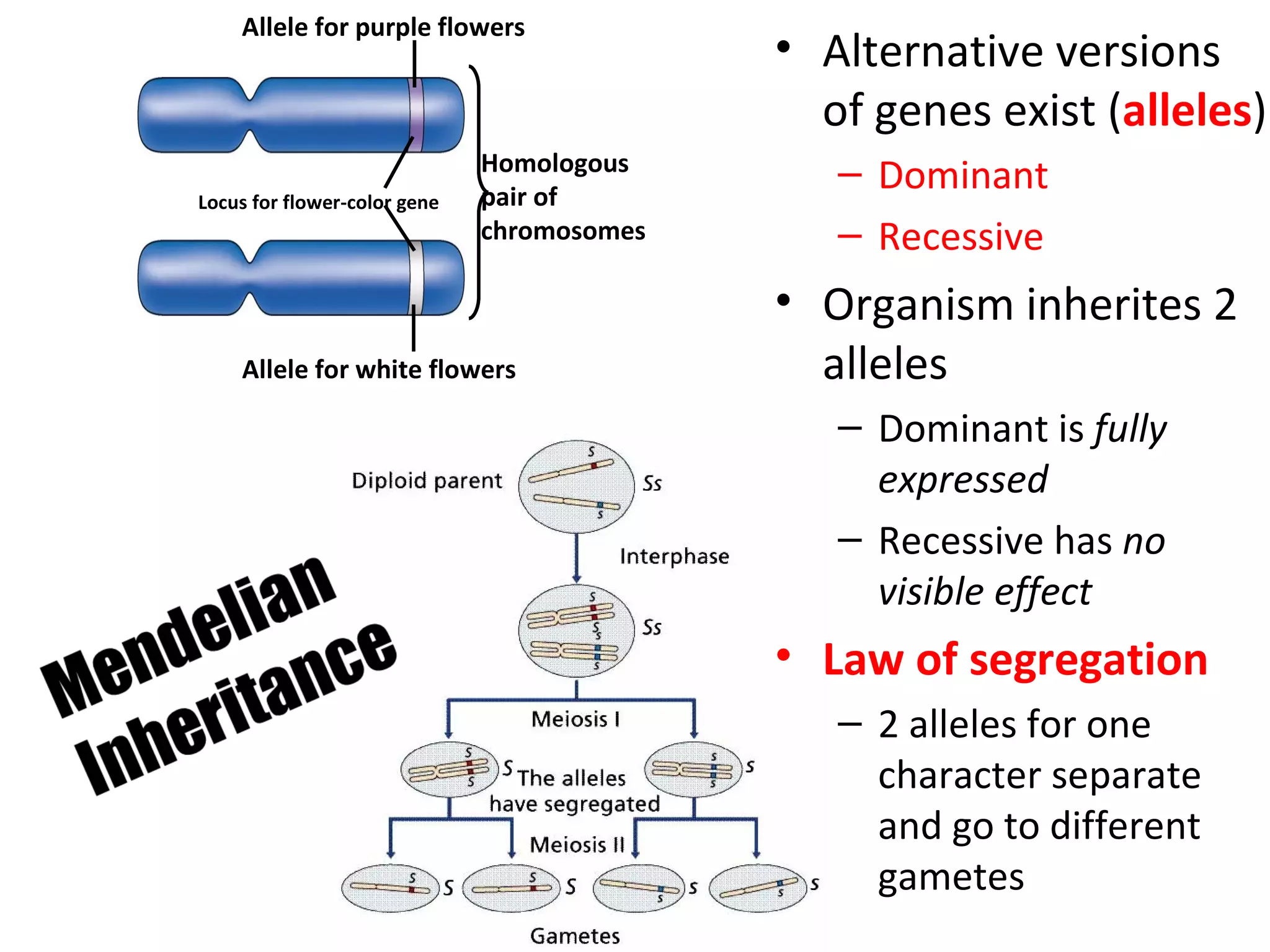 taboo genetics lec ppt | PPT