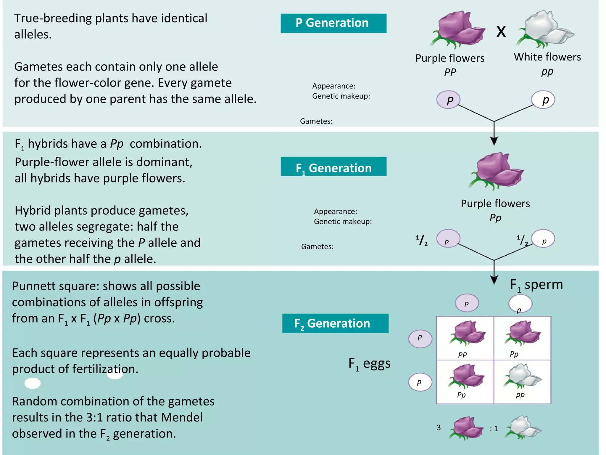 taboo genetics lec ppt | PPT