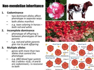 taboo genetics lec ppt | PPT