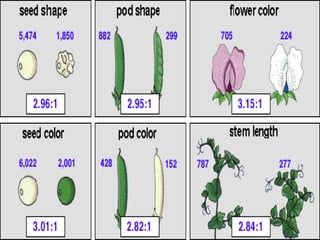 taboo genetics lec ppt | PPT