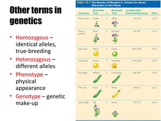 taboo genetics lec ppt | PPT