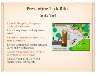 Lyme disease prevention, diagnosis and treatment | PDF