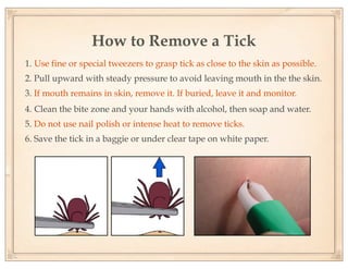 Lyme disease prevention, diagnosis and treatment | PDF