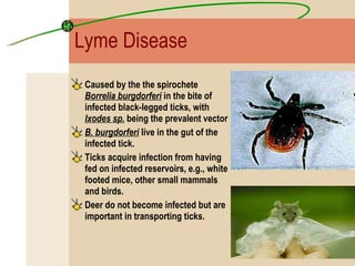 Lyme Disease For PECs | PPT