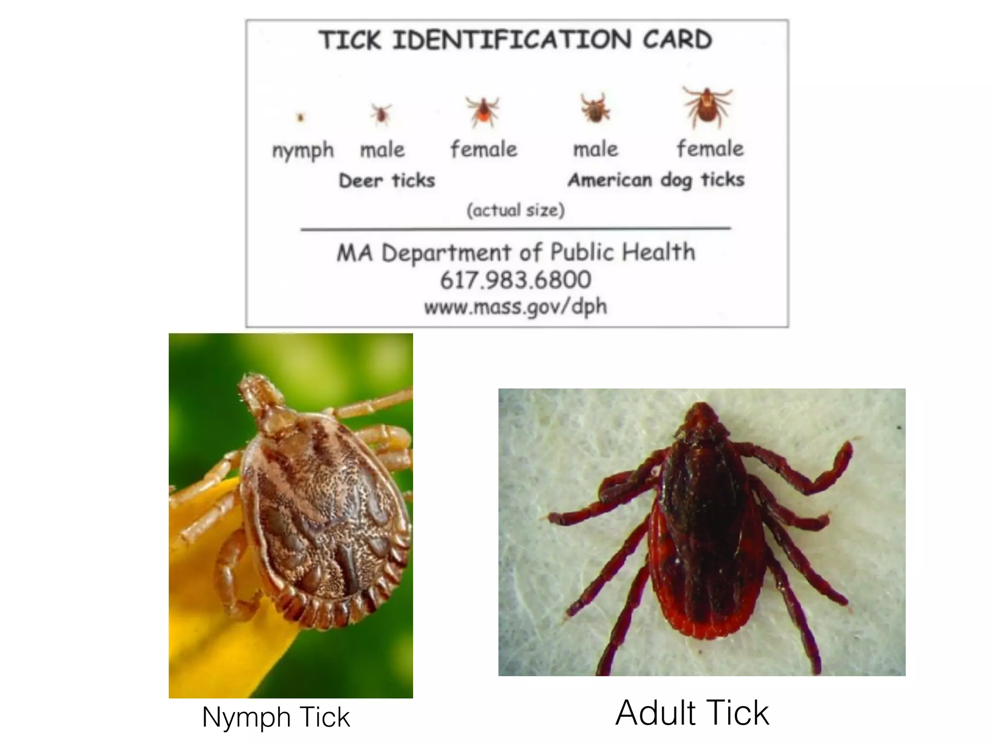 Lyme disease pdf | PDF | Infectious Diseases | Diseases and Conditions