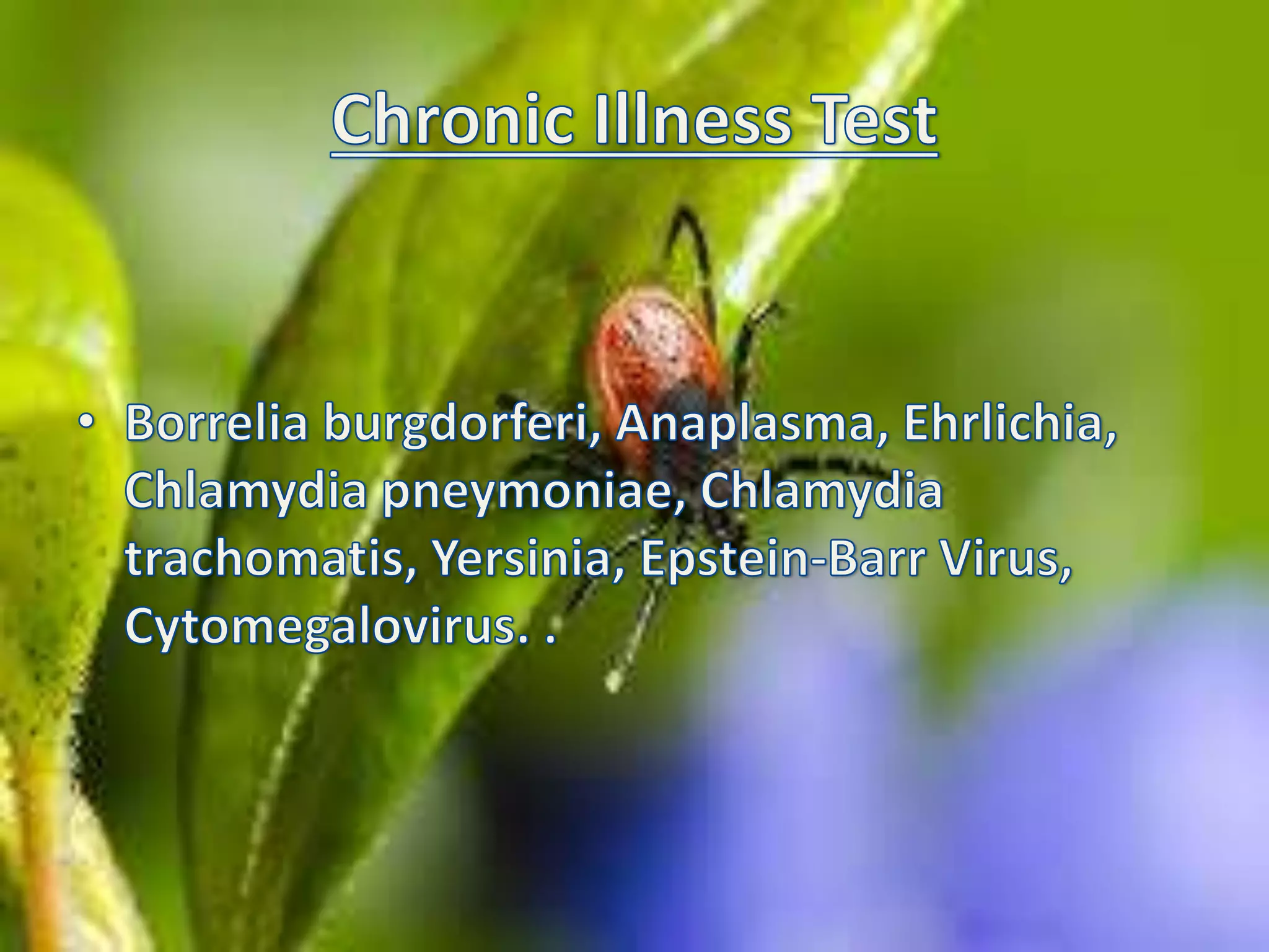 Lyme Disease Treatment Ppt