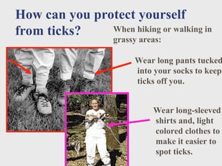 Lyme PPT for Teachersv for education only.ppt