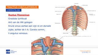 Lymfe 2 van 1ste bach biomedi anatomiepdf | PPT