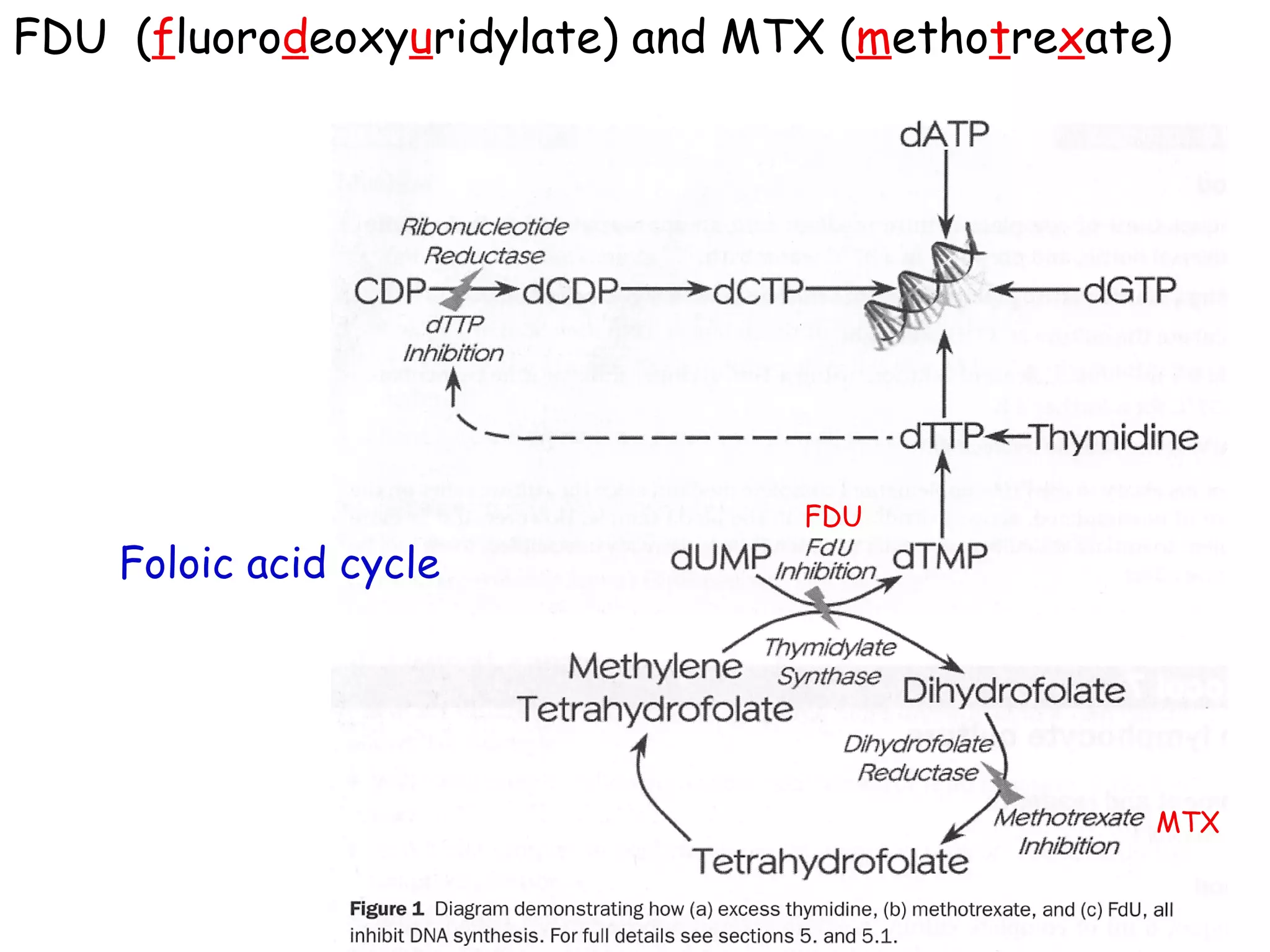 Standard Lymphocyte Culture | PPT