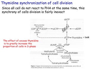 Standard Lymphocyte Culture | PPT