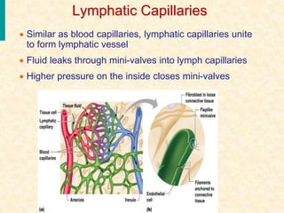 Lymphatic system | PPT
