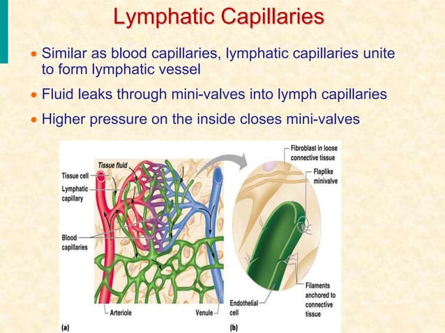 Lymphatic system | PPT | Lung and Respiratory Health | Diseases and ...