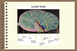 Lympatic system (2).ppt
