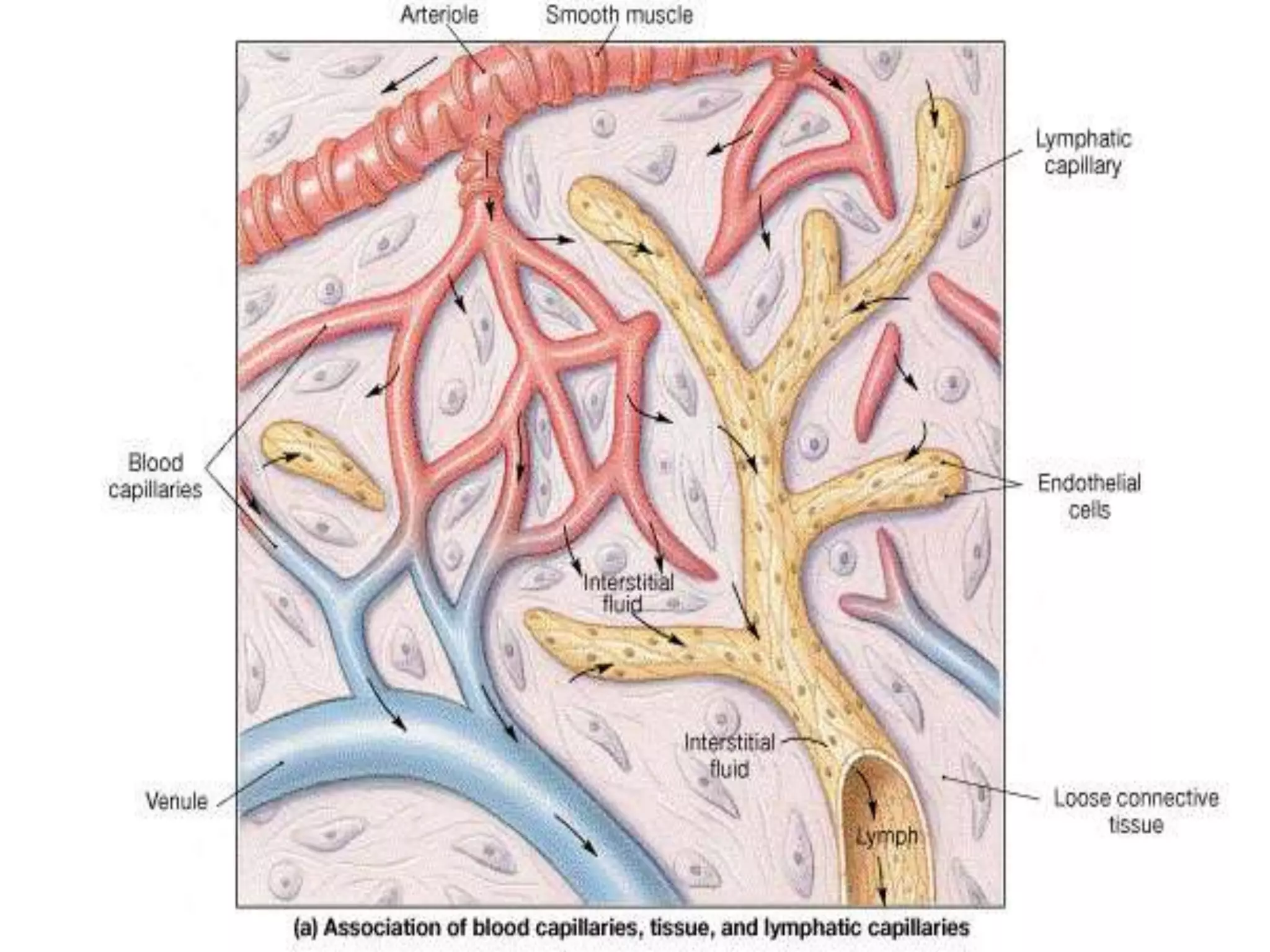 Lymph Connective Tissue Diagram