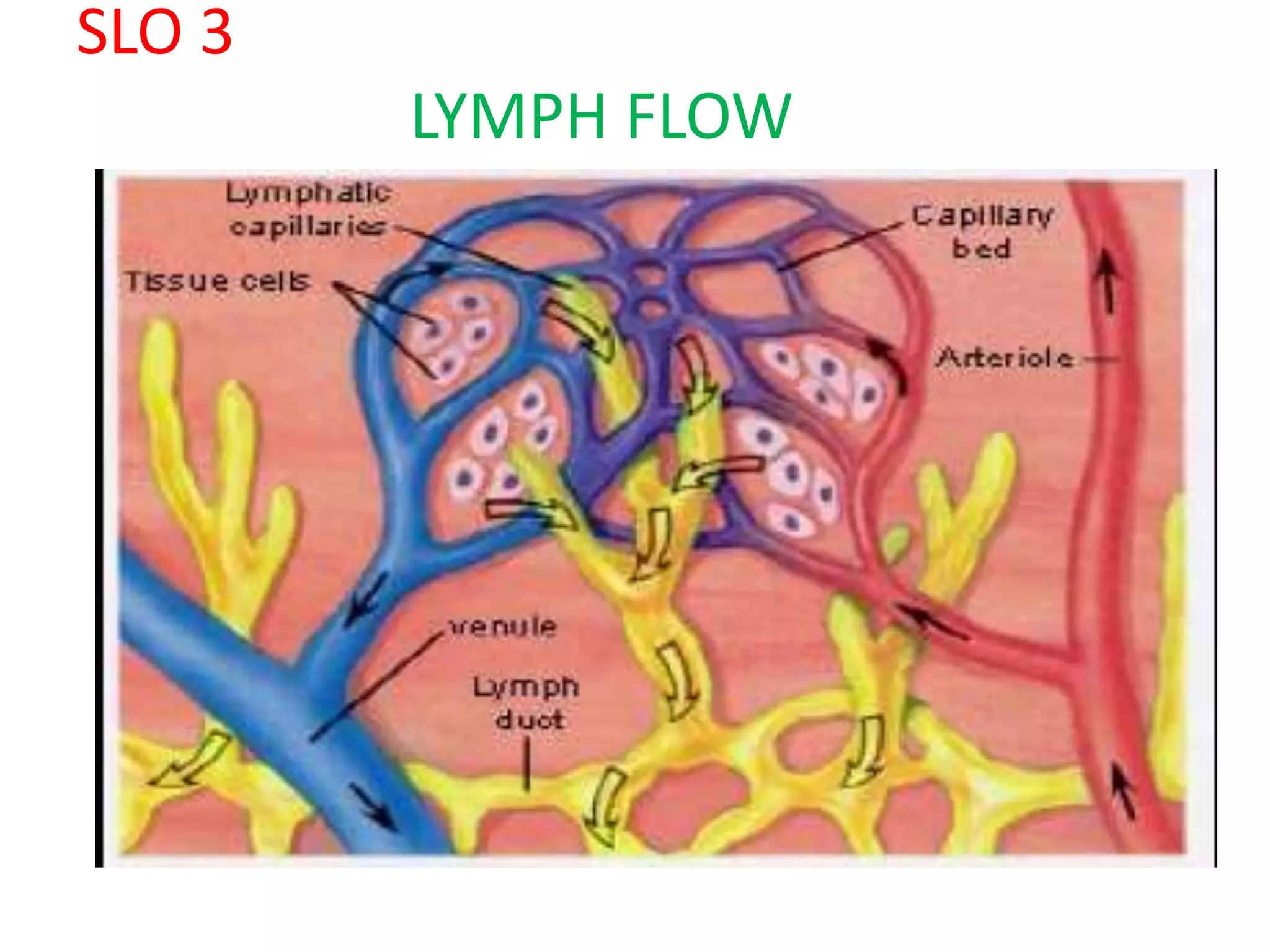 Lymph definition ,formation and factors affecting lymph flow including ...