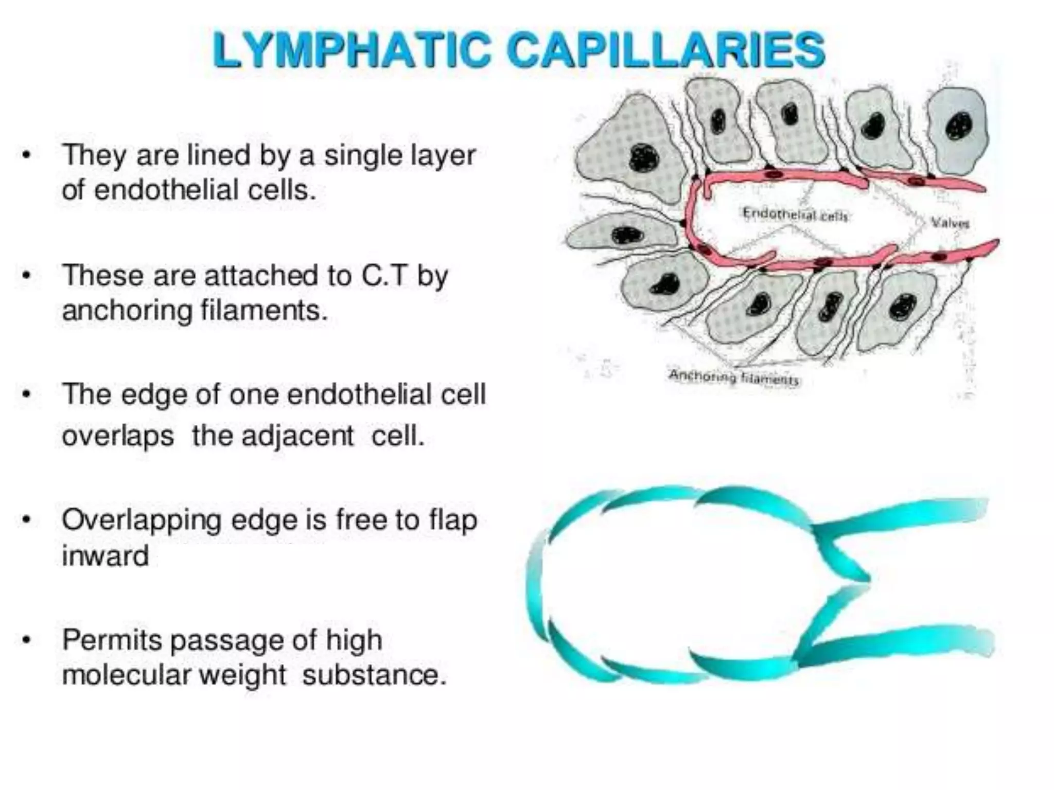 Lymph definition ,formation and factors affecting lymph flow including ...