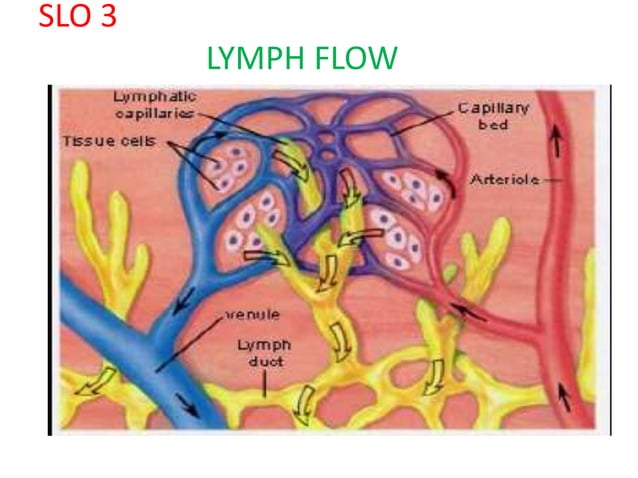 Lymph definition ,formation and factors affecting lymph flow including ...